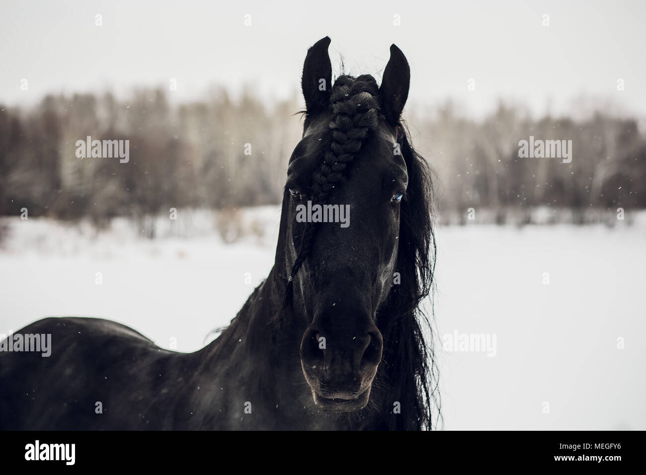 Friesian stallion running in winter field. Horse portrait without ...