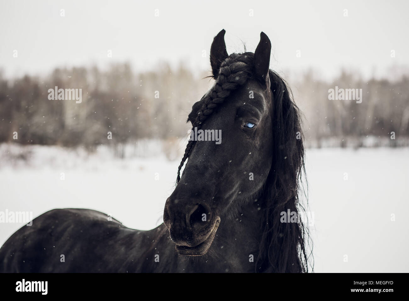 Friesian stallion running in winter field. Horse portrait without ...