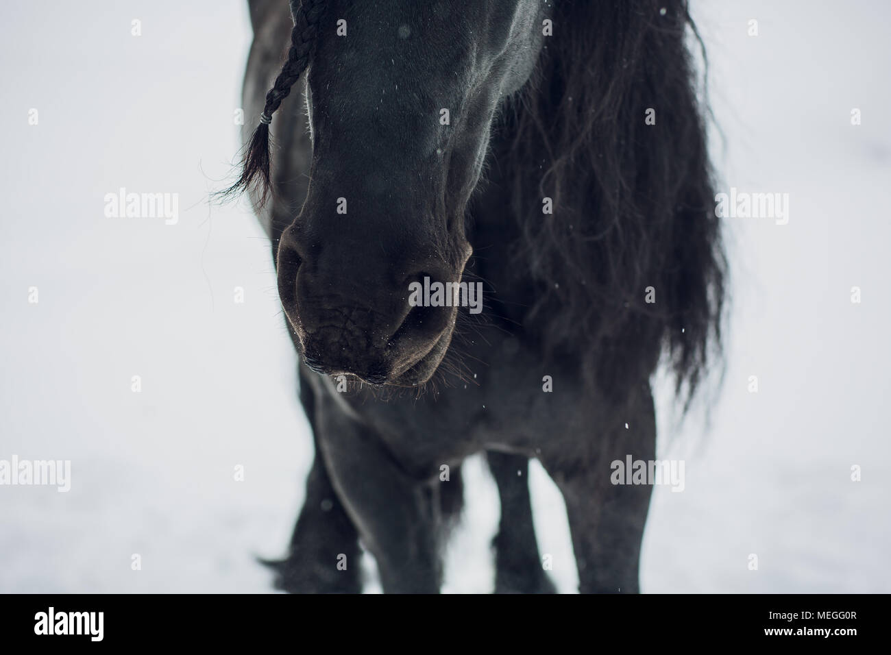 Friesian stallion running in winter field. Horse Stock Photo - Alamy
