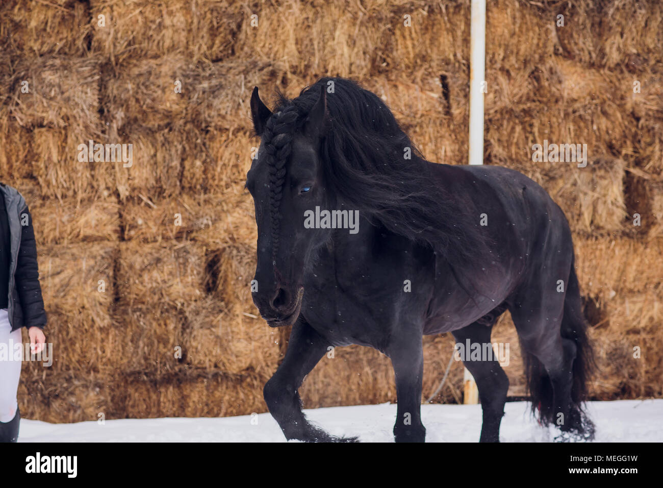 Friesian stallion running in winter field. a horse in the background of ...