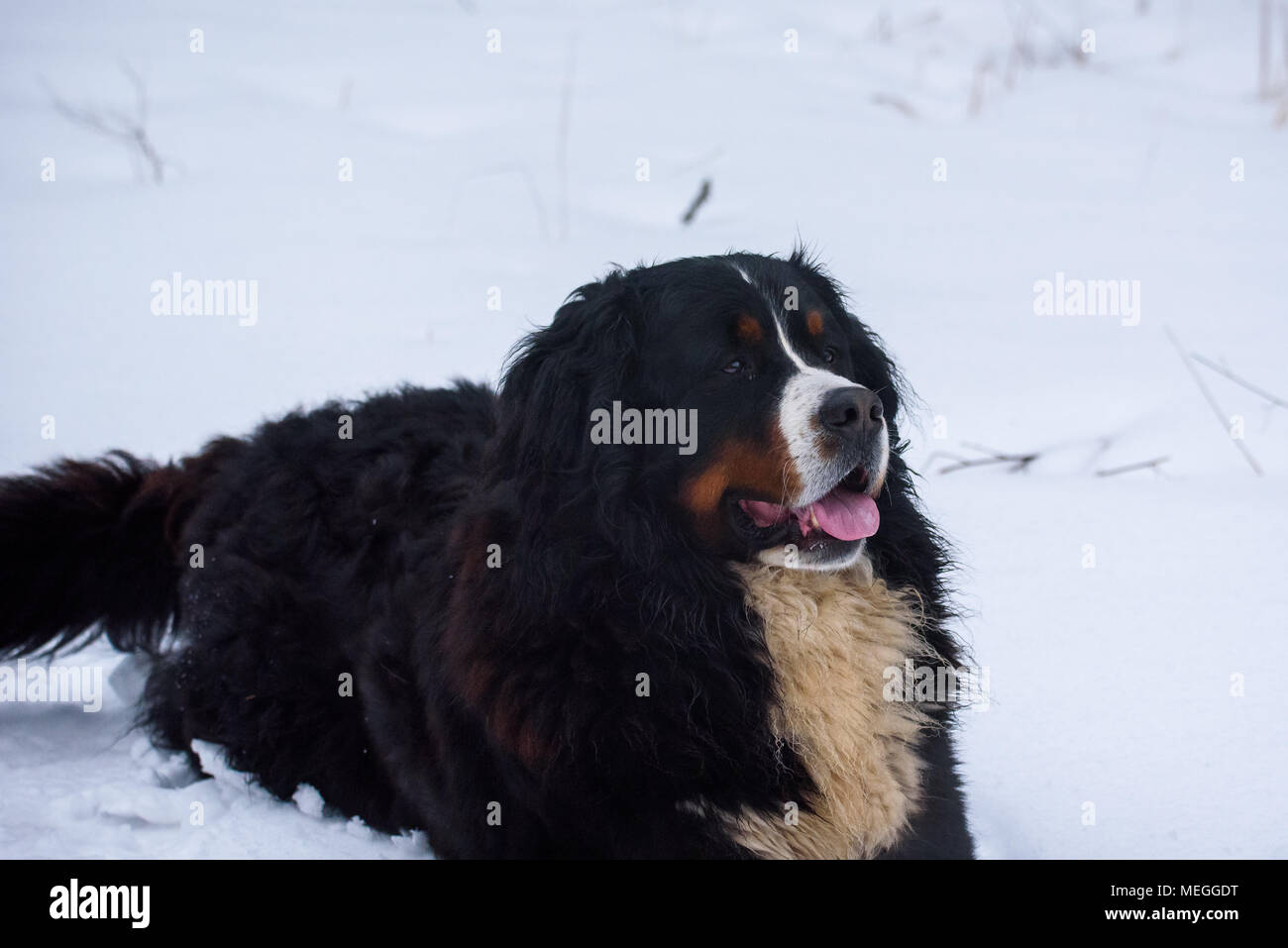 Bernese mountain dog in snow hi-res stock photography and images - Alamy