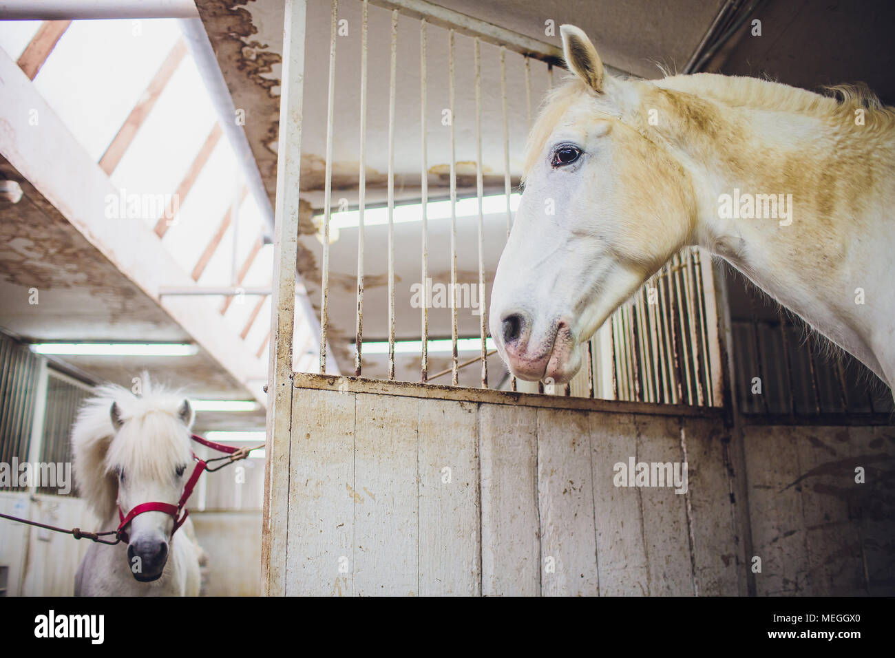 Portrait of white horse and white shetland pony in the stables Stock ...
