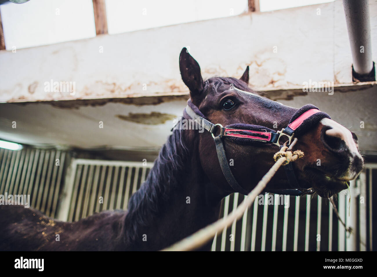 Arabian Horse Stables High Resolution Stock Photography and Images - Alamy