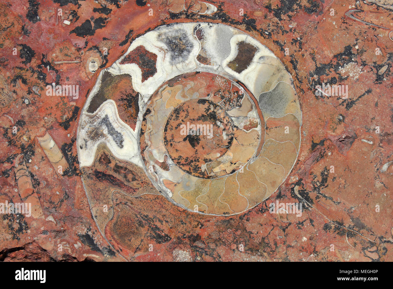 Ammonites morocco hi-res stock photography and images - Alamy