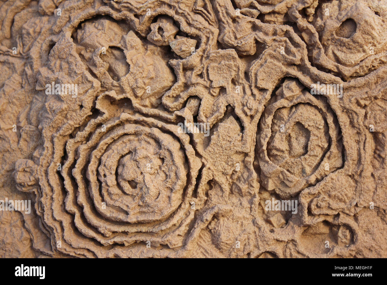 Fossilised Microbes From Billion Years Ago Are Oldest Yet, 60% OFF Fossilised Microbes From Billion Years Ago Are Oldest Yet, 60% OFF