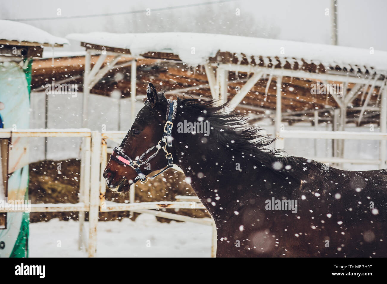 English Horse Orlov Trotter Detour of English race horse in an winter ...