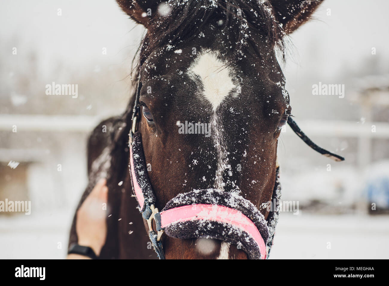 English Horse Orlov Trotter Detour of English race horse in an winter ...