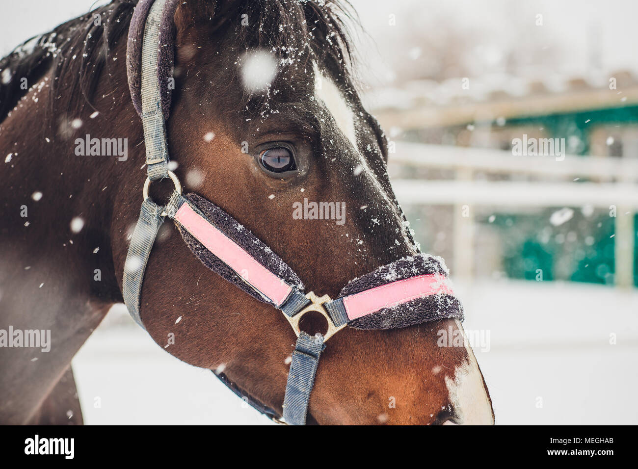 English Horse Orlov Trotter Detour of English race horse in an winter ...
