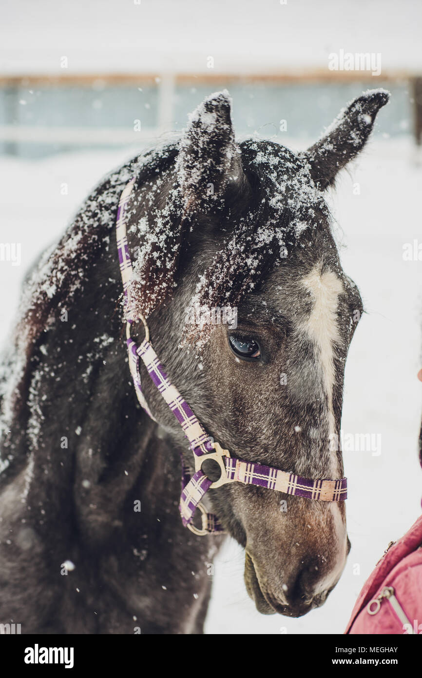 English Horse Orlov Trotter Detour of English race horse in an winter ...