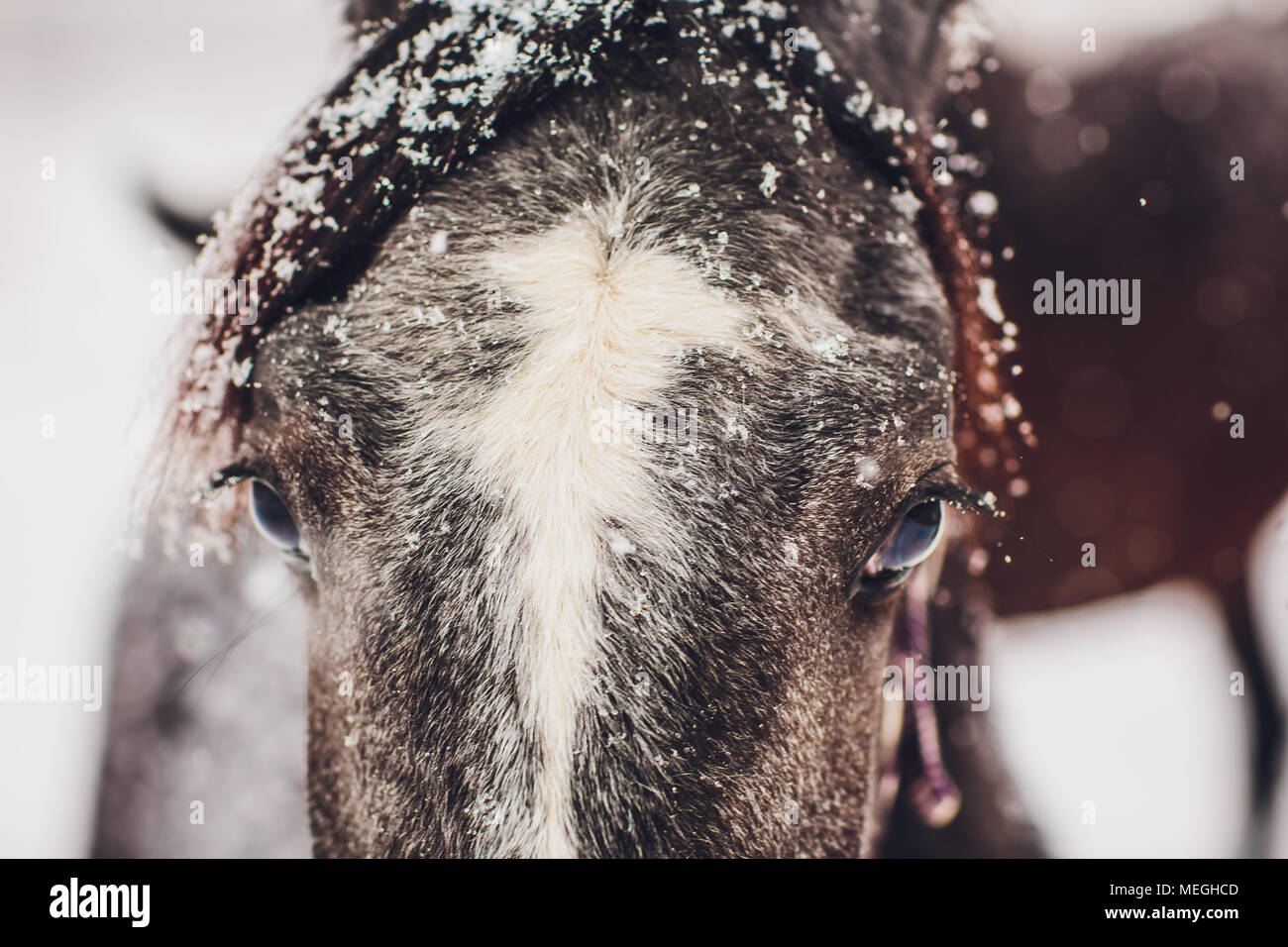 English Horse Orlov Trotter Detour of English race horse in an winter ...