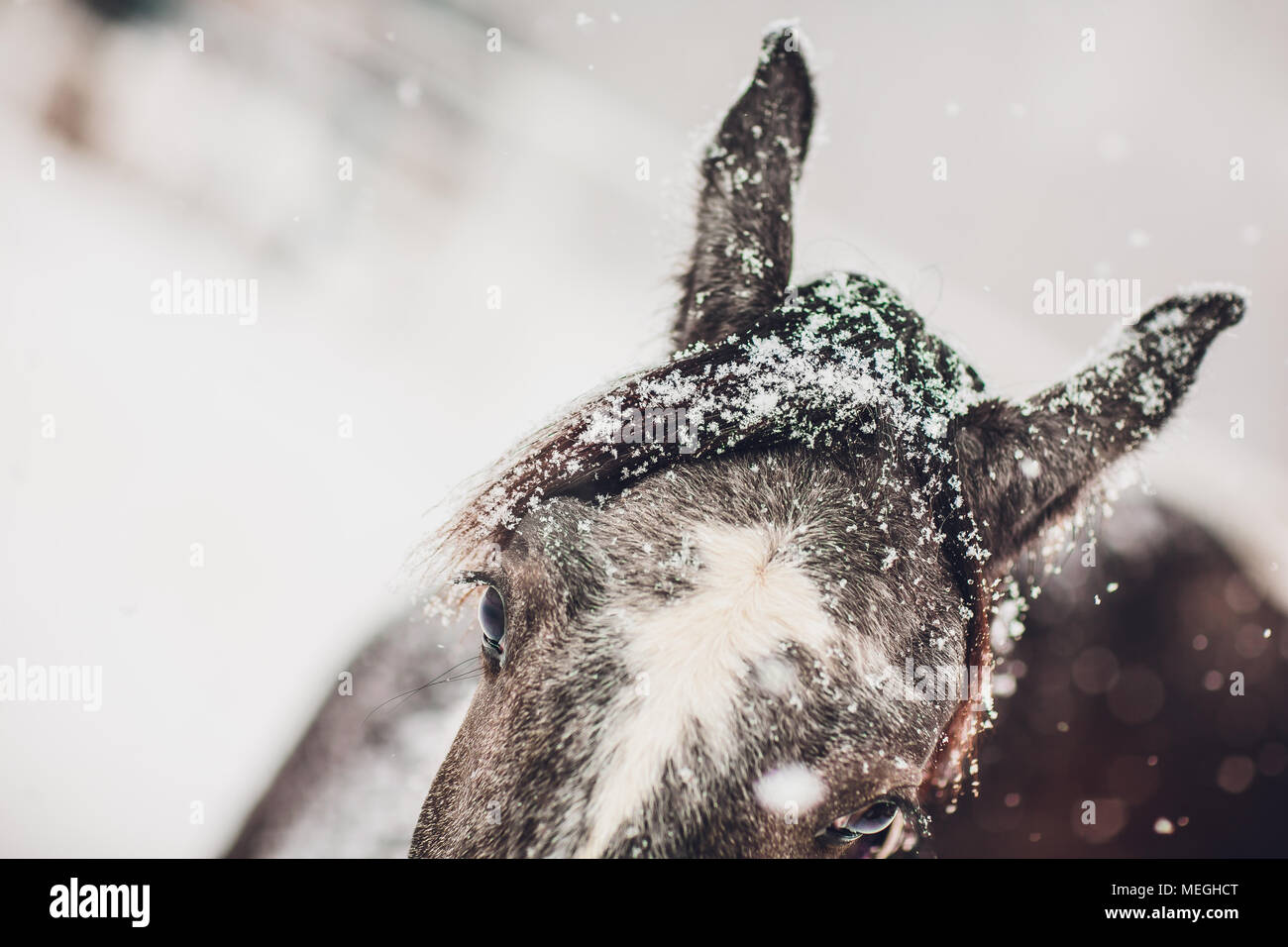English Horse Orlov Trotter Detour of English race horse in an winter ...