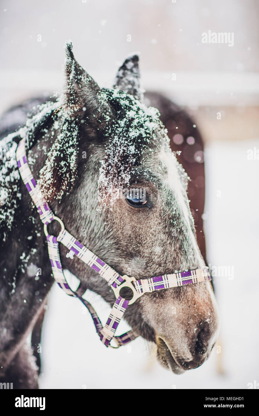 English Horse Orlov Trotter Detour of English race horse in an winter ...