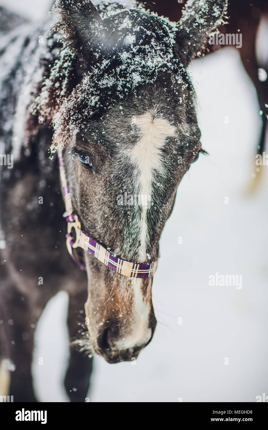 English Horse Orlov Trotter Detour of English race horse in an winter ...