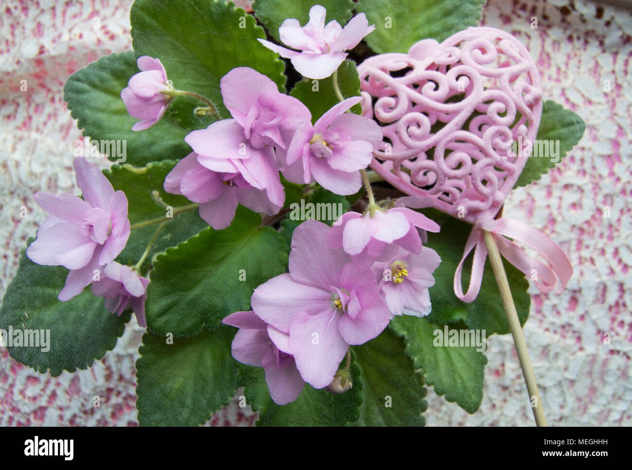 Flower violets in pot and heart on lace background, love and tenderness ...
