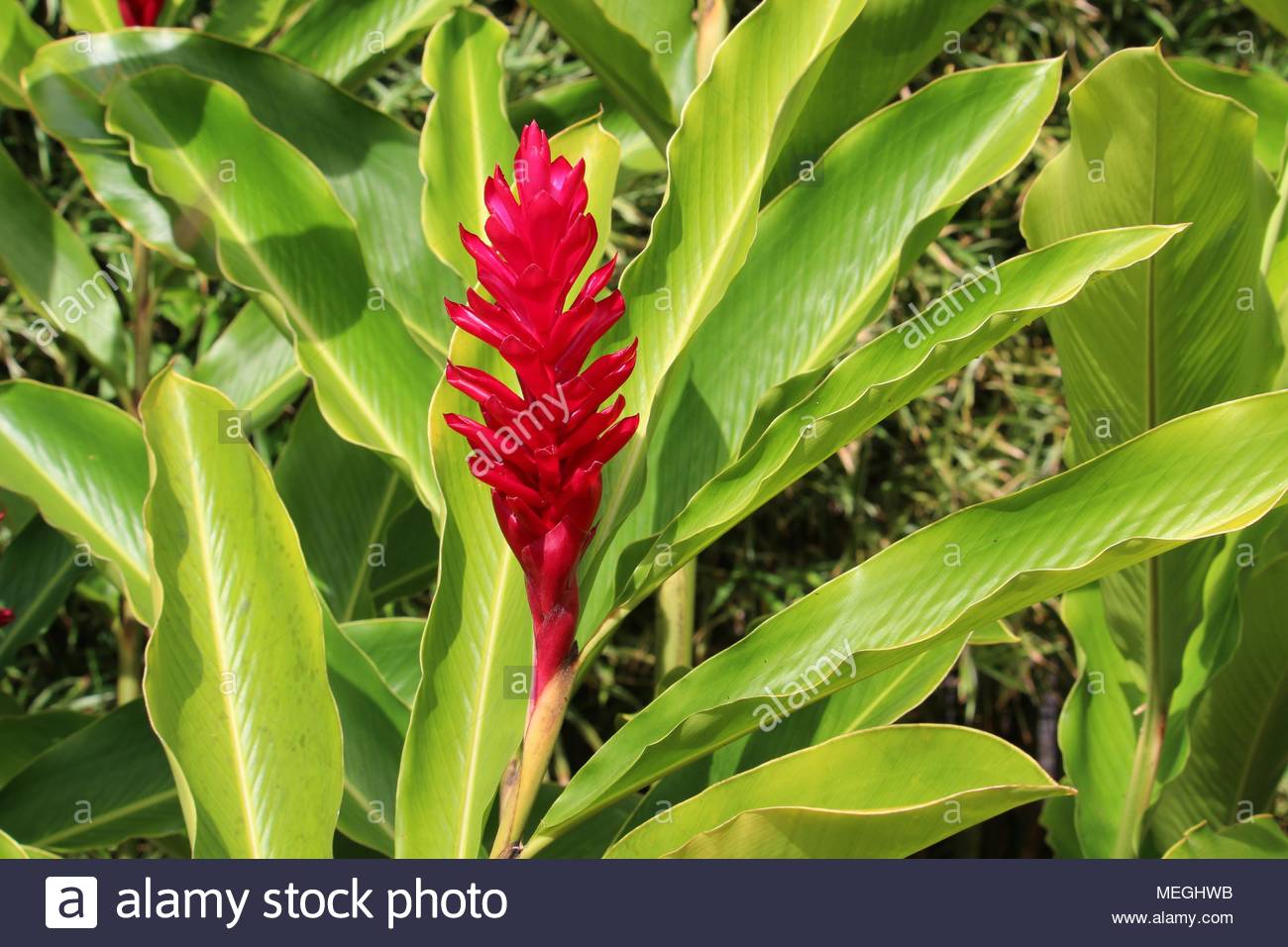Alpinia Stock Photos & Alpinia Stock Images - Alamy