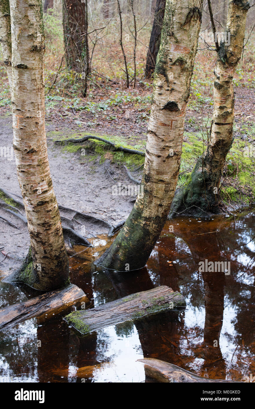 Silver birch tree trunks are reflected in the rainwater ponds left in ...