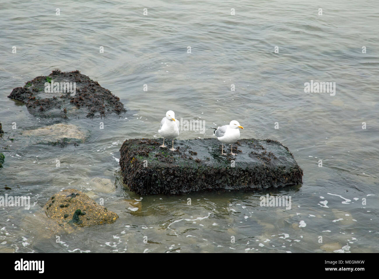 Two seagulls standing on a large stone on the beach at Swanage Stock ...