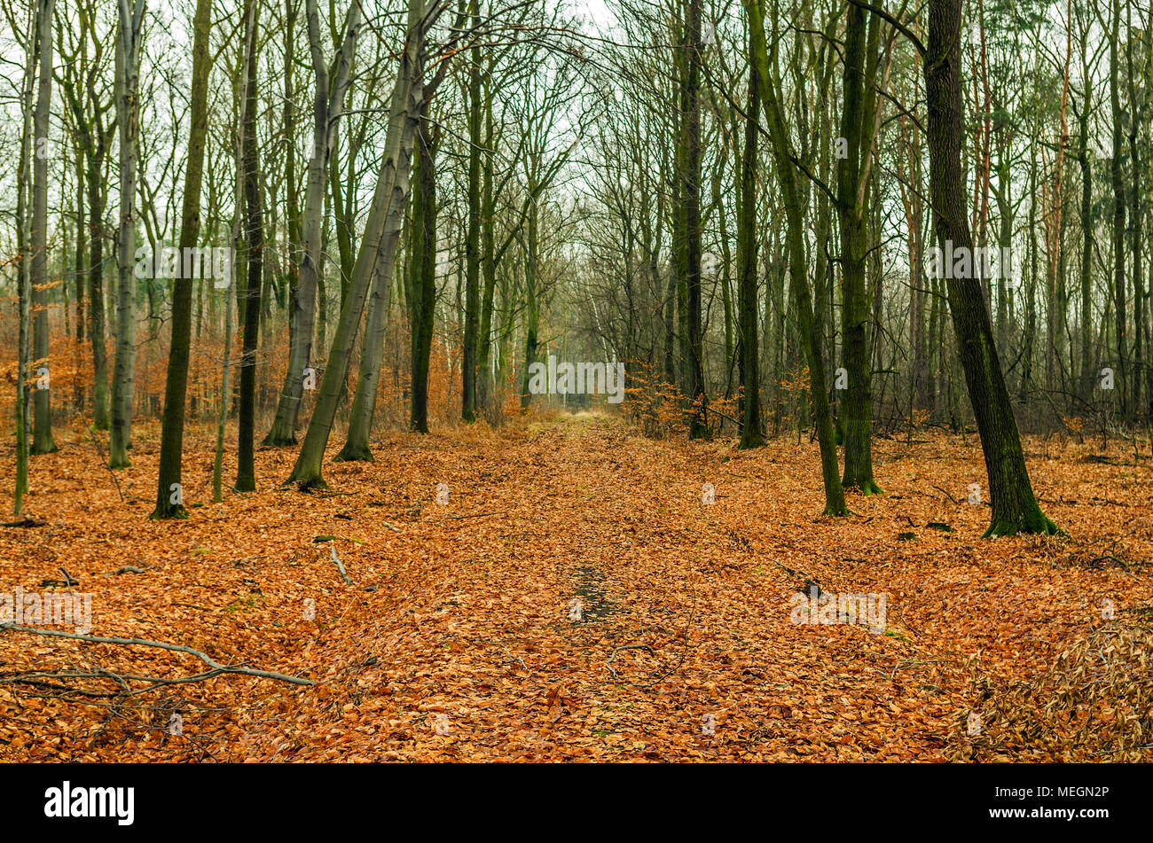 Trees without leaves hi-res stock photography and images - Alamy