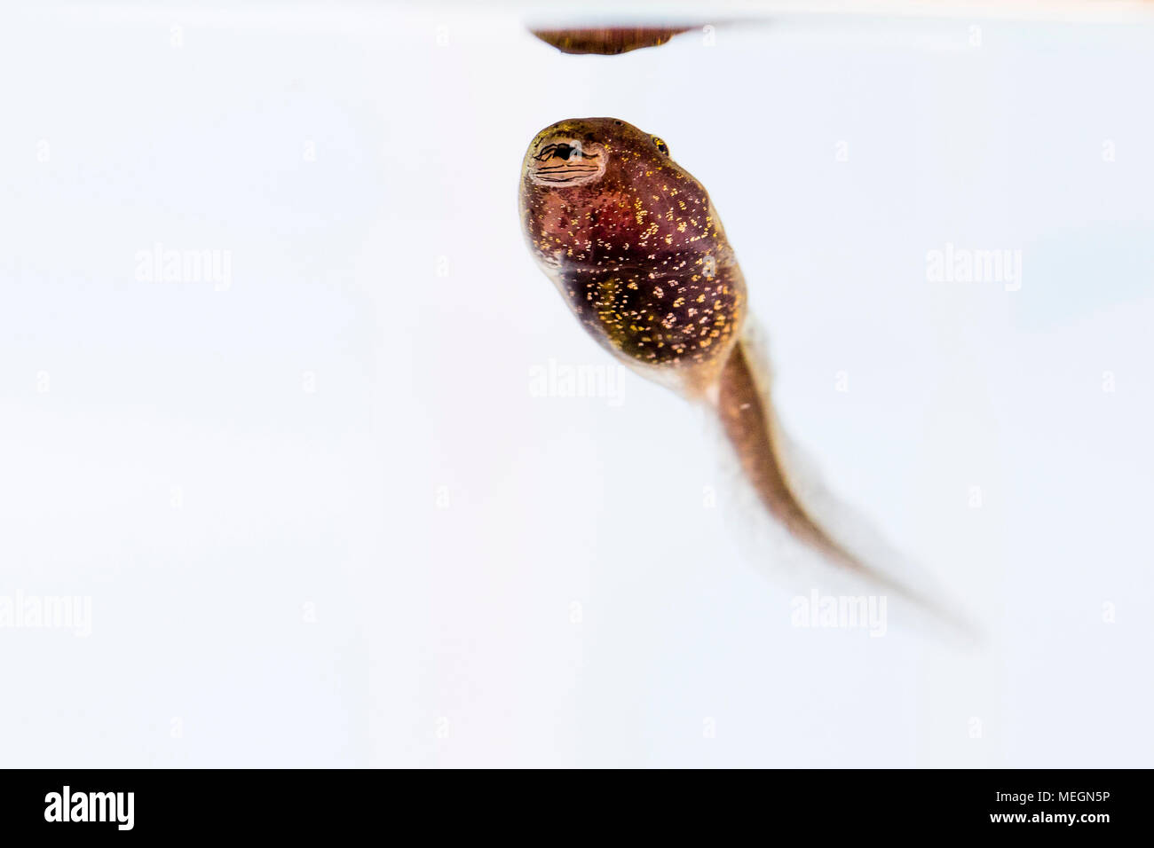 Common frog tadpole macro images Stock Photo - Alamy