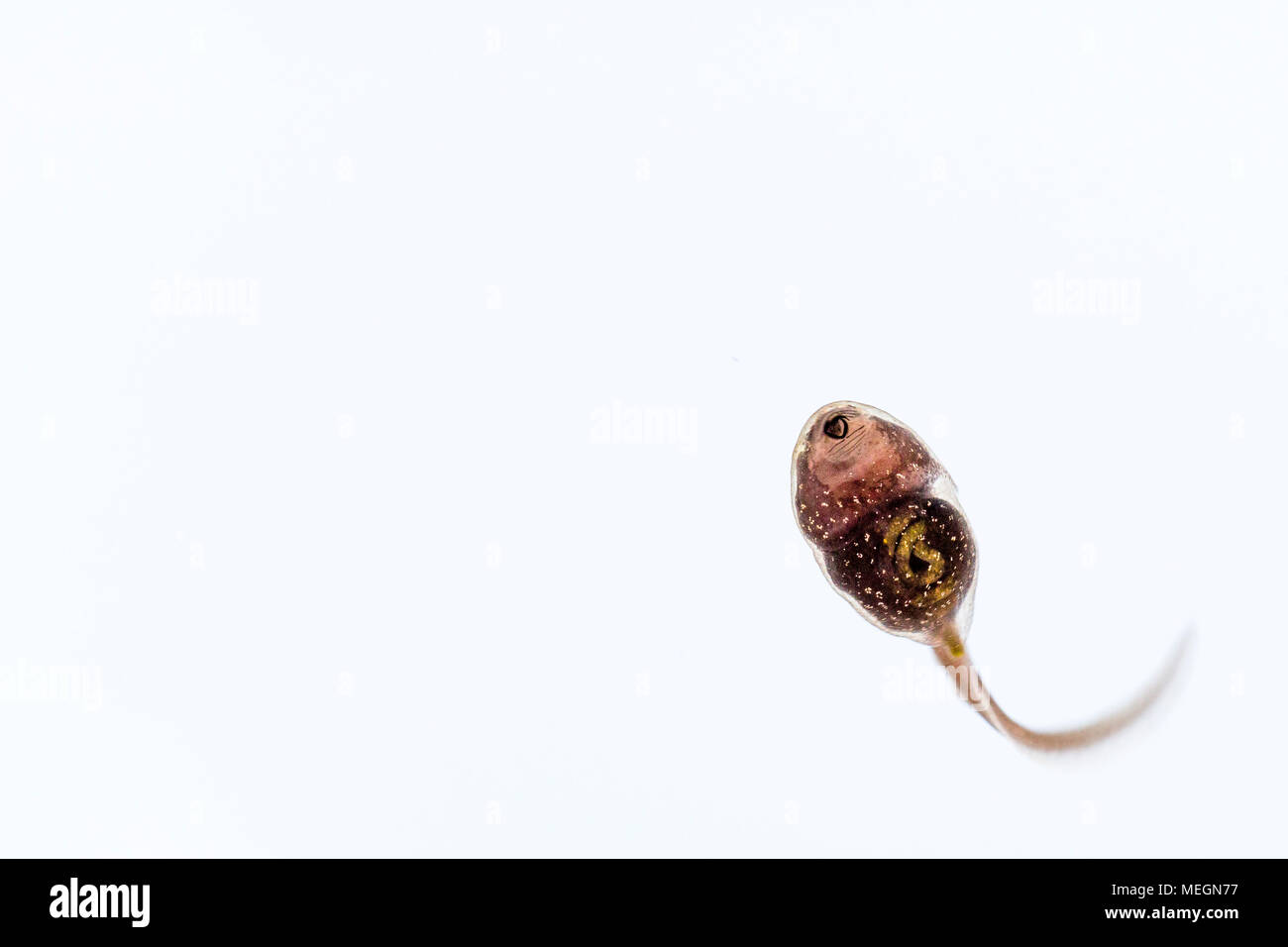 Common frog tadpole macro images Stock Photo - Alamy
