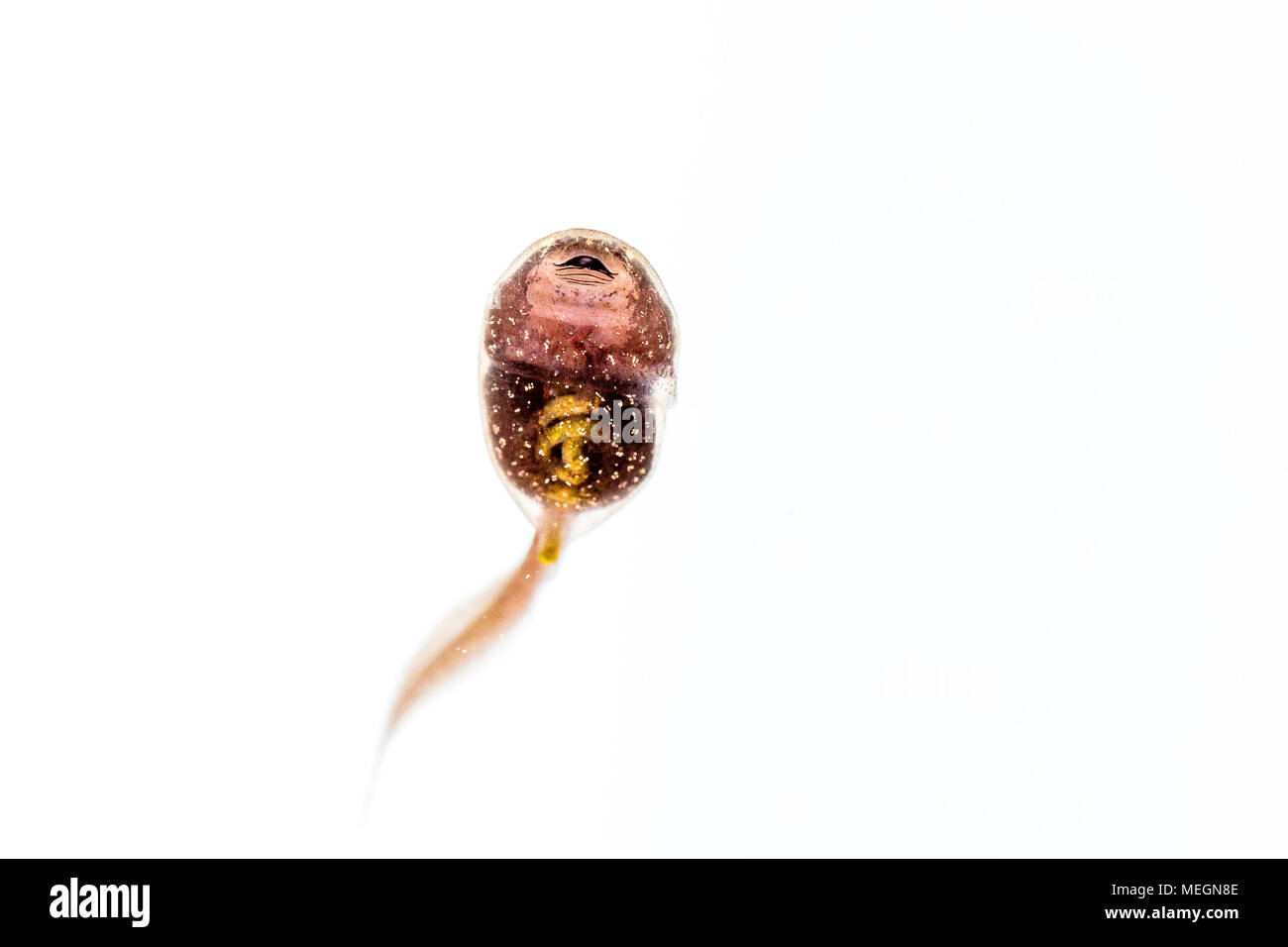 Common frog (rana temporaria) tadpole Cut Out Stock Images & Pictures ...