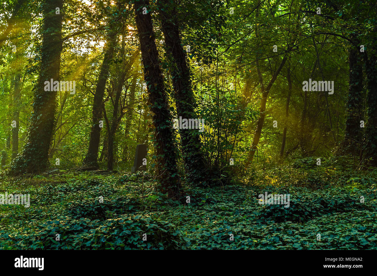 Mysterious ivy covered Old Jewish Cemetery during sunrise in Zabrze ...