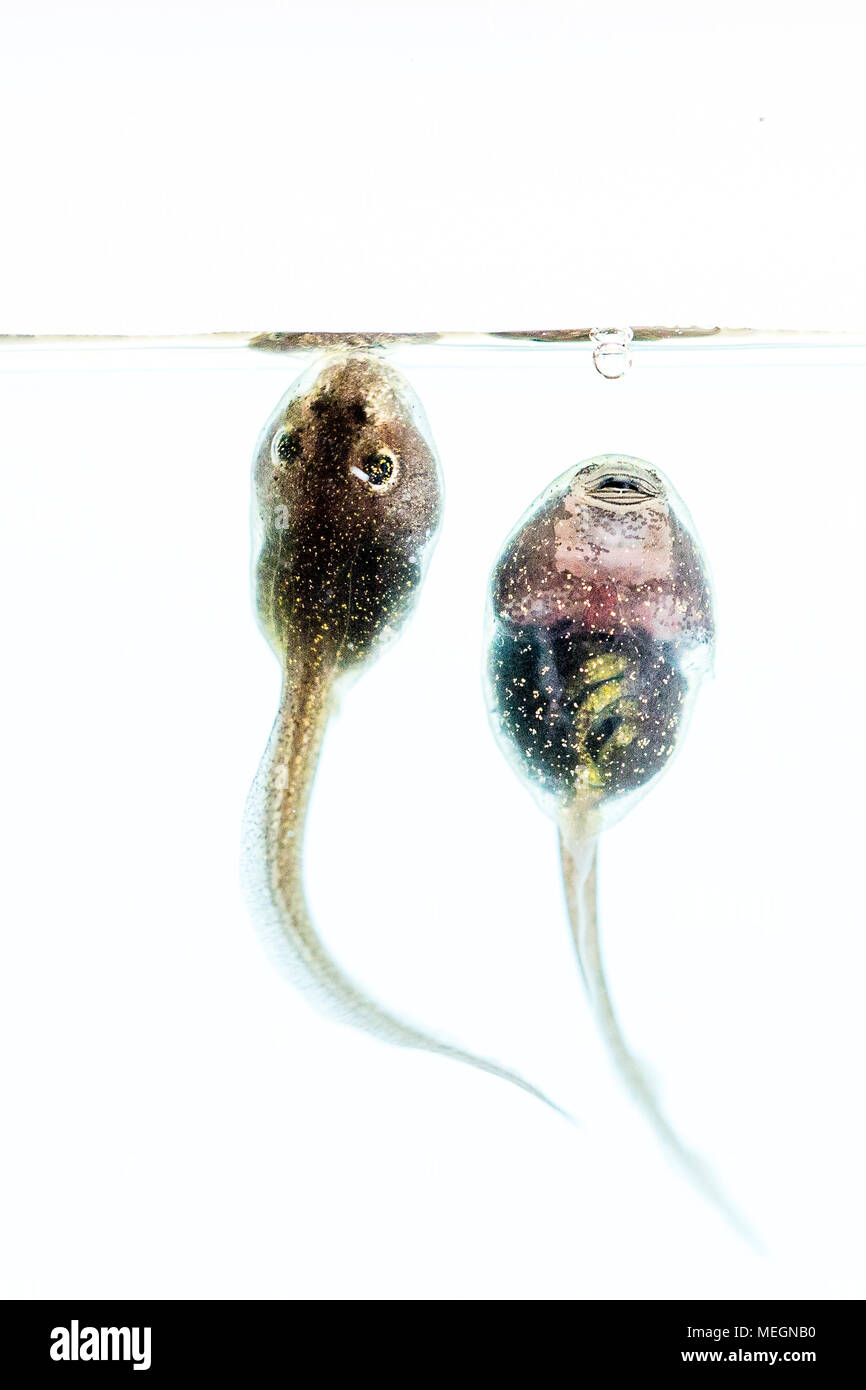 Common frog (rana temporaria) tadpole Cut Out Stock Images & Pictures ...
