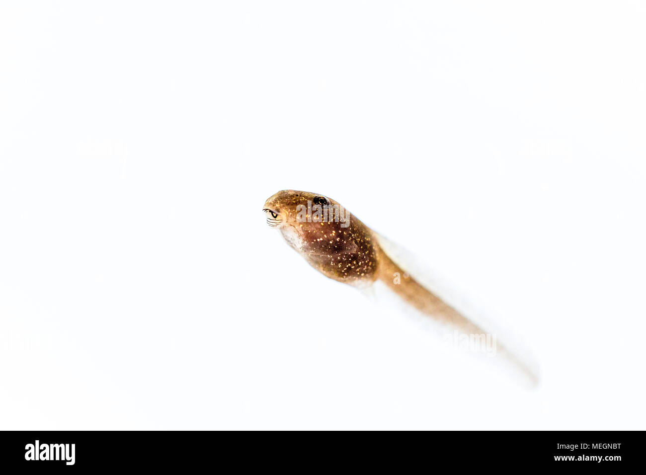 Common frog tadpole macro images Stock Photo - Alamy
