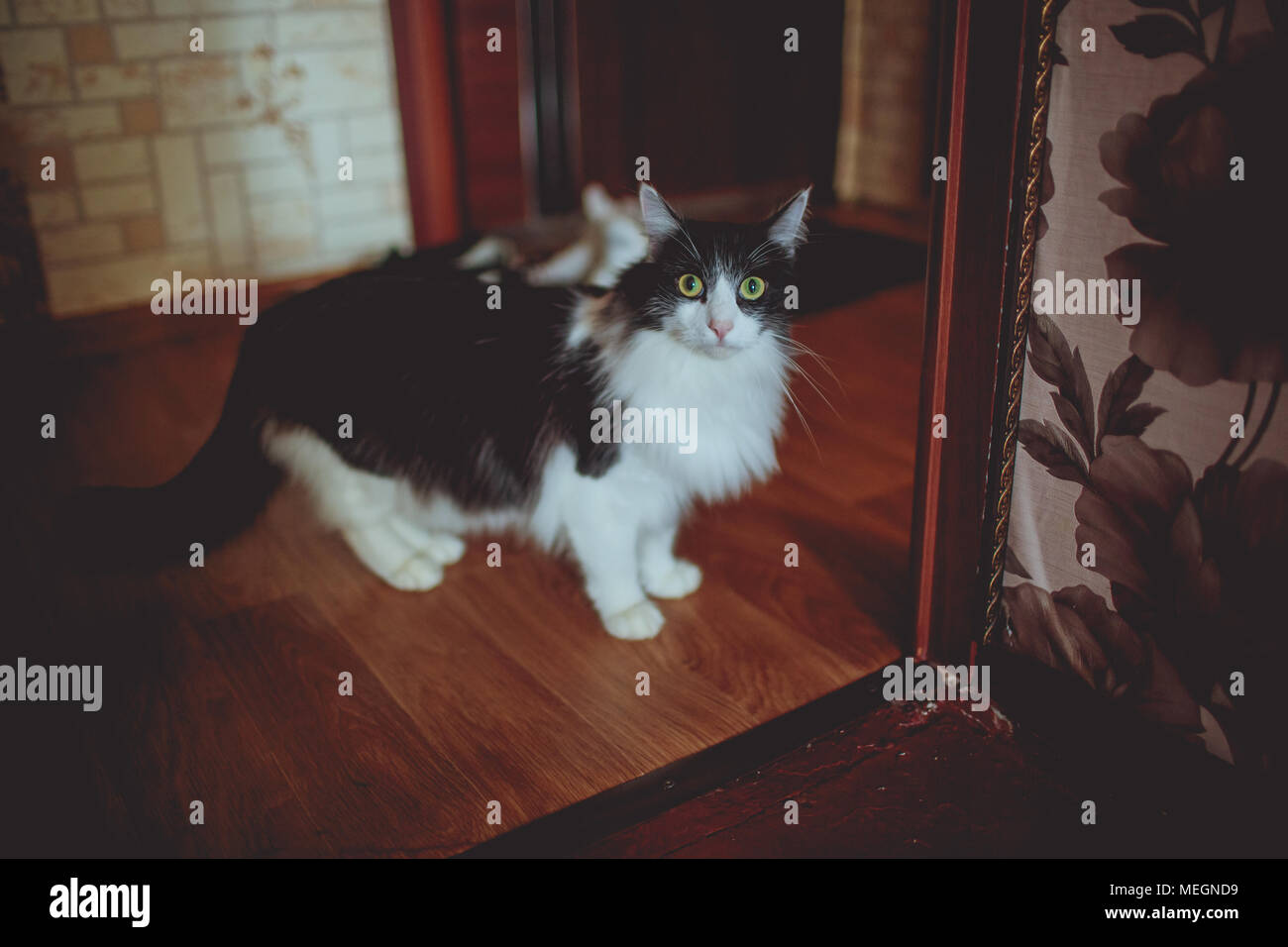 Cute cat with owner at home, closeup Stock Photo - Alamy