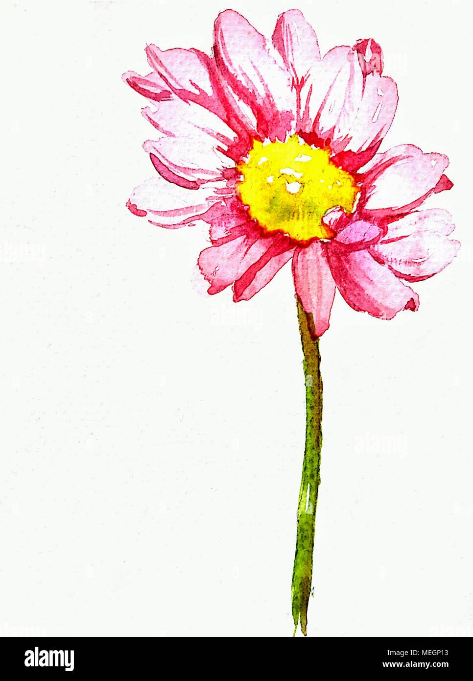 Pink Daisy Drawing