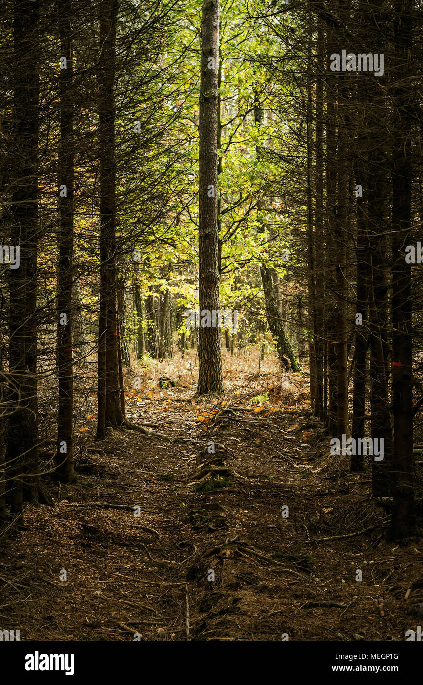 Forest clearing at dusk hi-res stock photography and images - Alamy