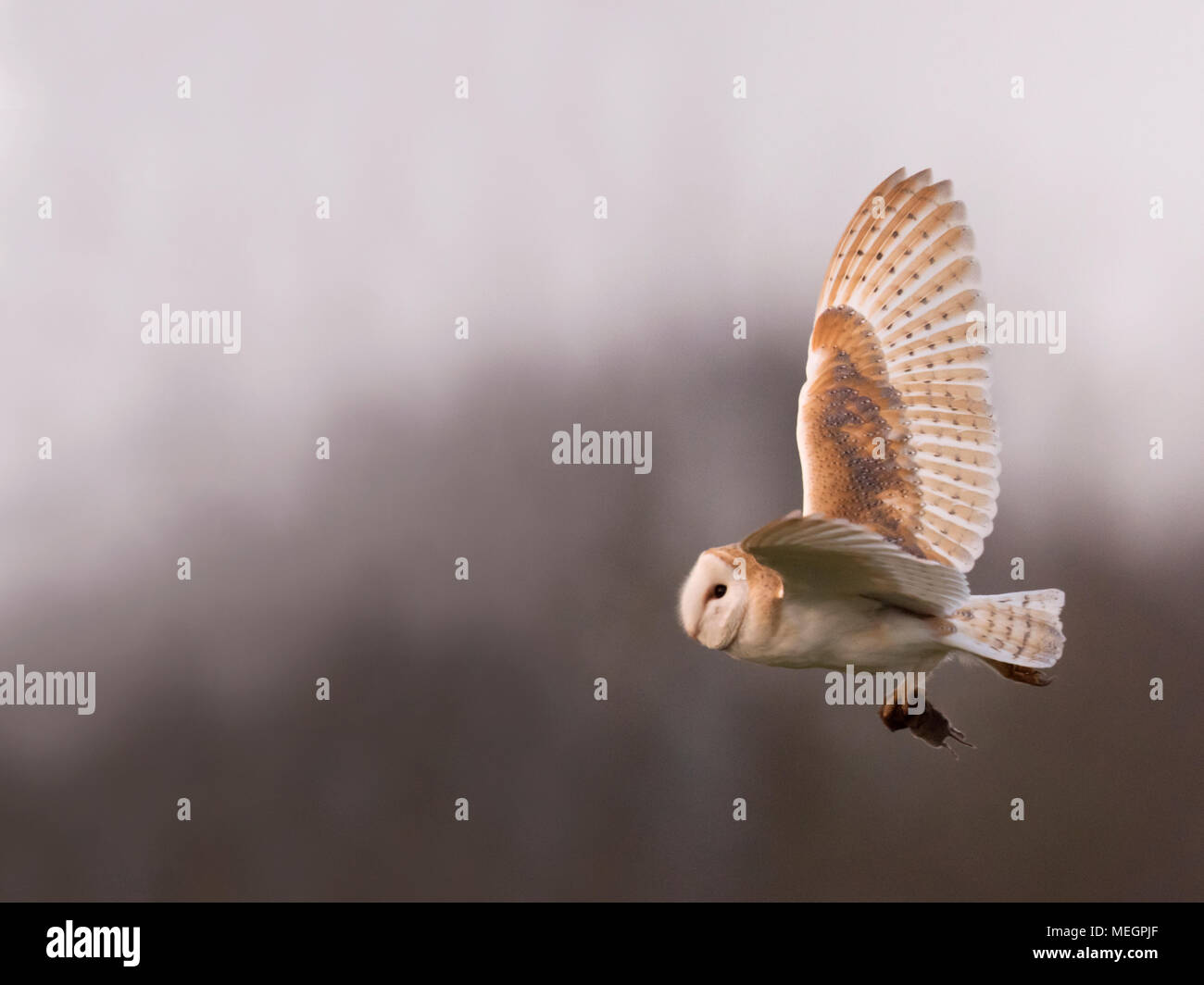 A wild Barn Owl (Tyto alba) bringing a vole back to the nest ...