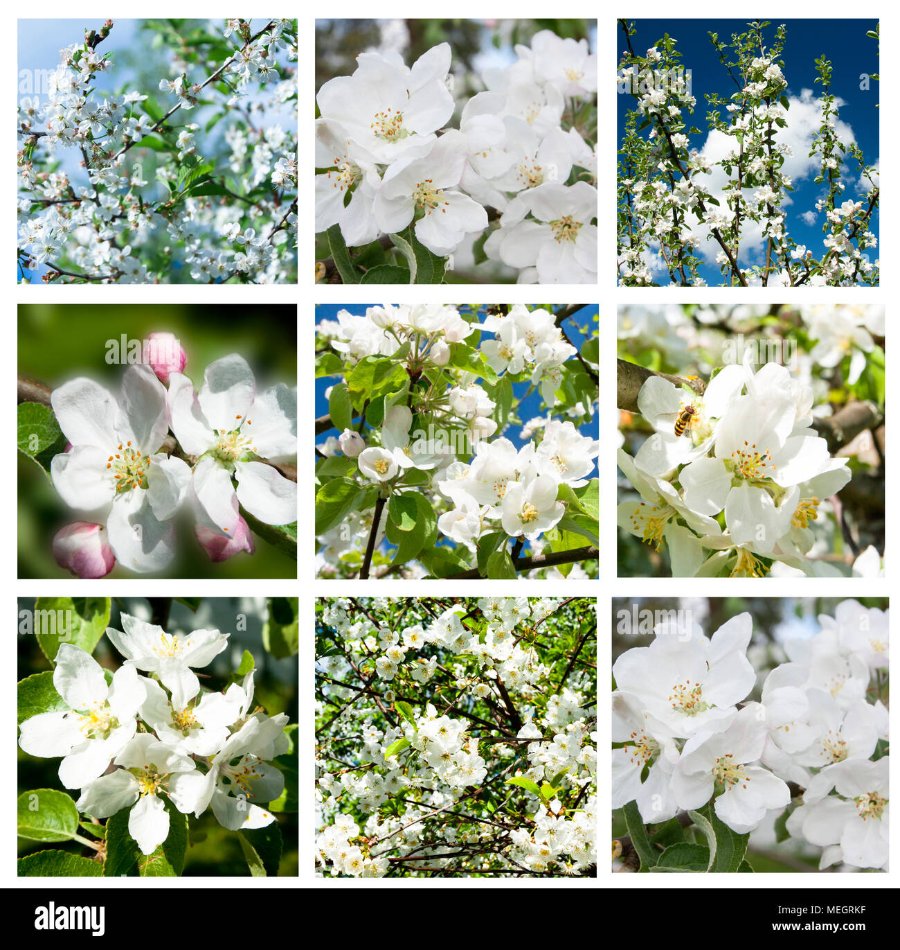 Collage of beautiful apple tree white flowers Stock Photo - Alamy