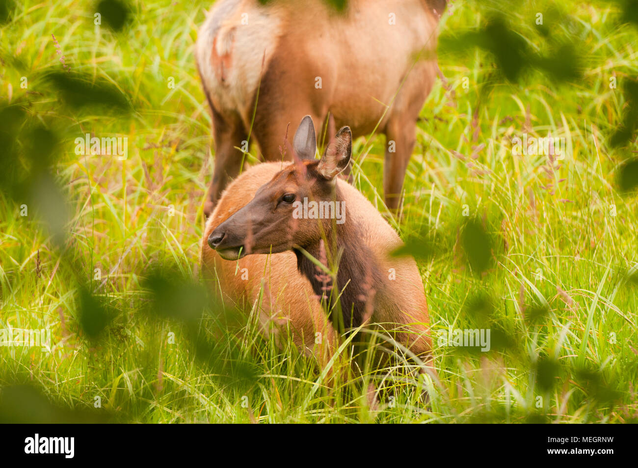 Roosevelt Elk In Prairie Creek Redwoods State Park IN California Stock ...