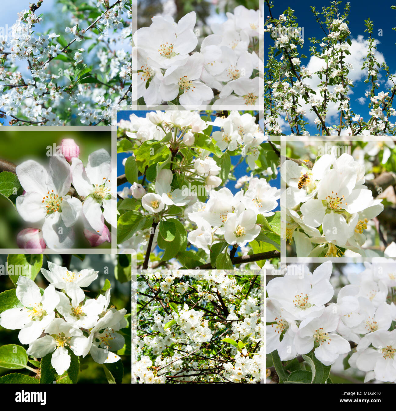 Collage of beautiful apple tree white flowers Stock Photo - Alamy