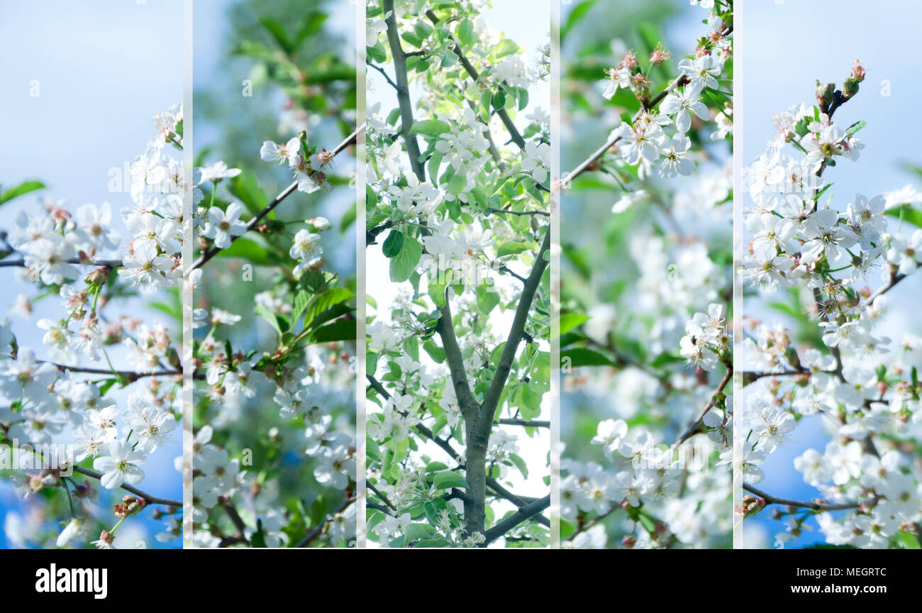 Collage of beautiful apple tree white flowers Stock Photo - Alamy