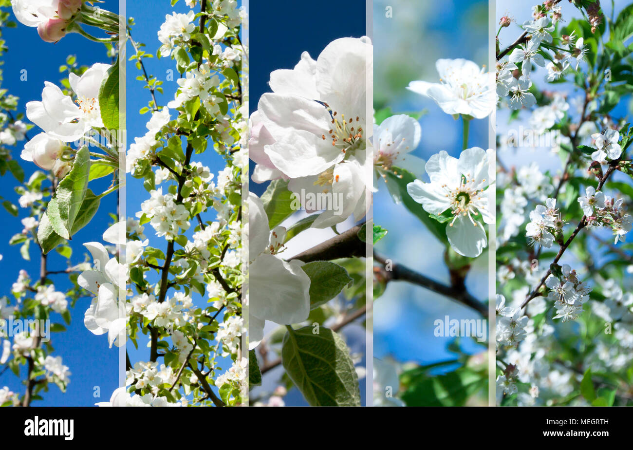 Collage of beautiful apple tree white flowers Stock Photo - Alamy