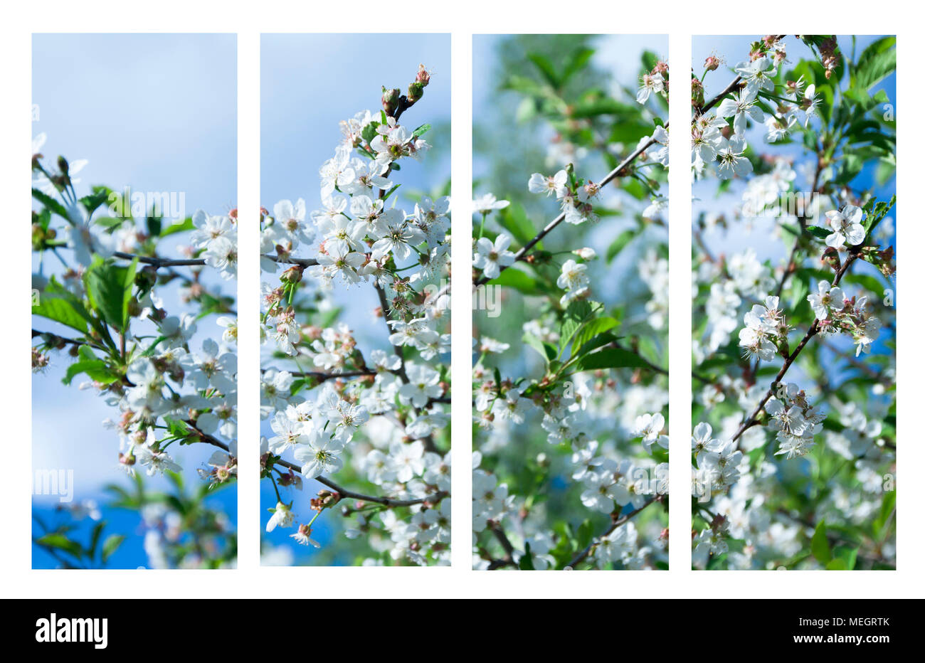 Collage of beautiful apple tree white flowers Stock Photo - Alamy