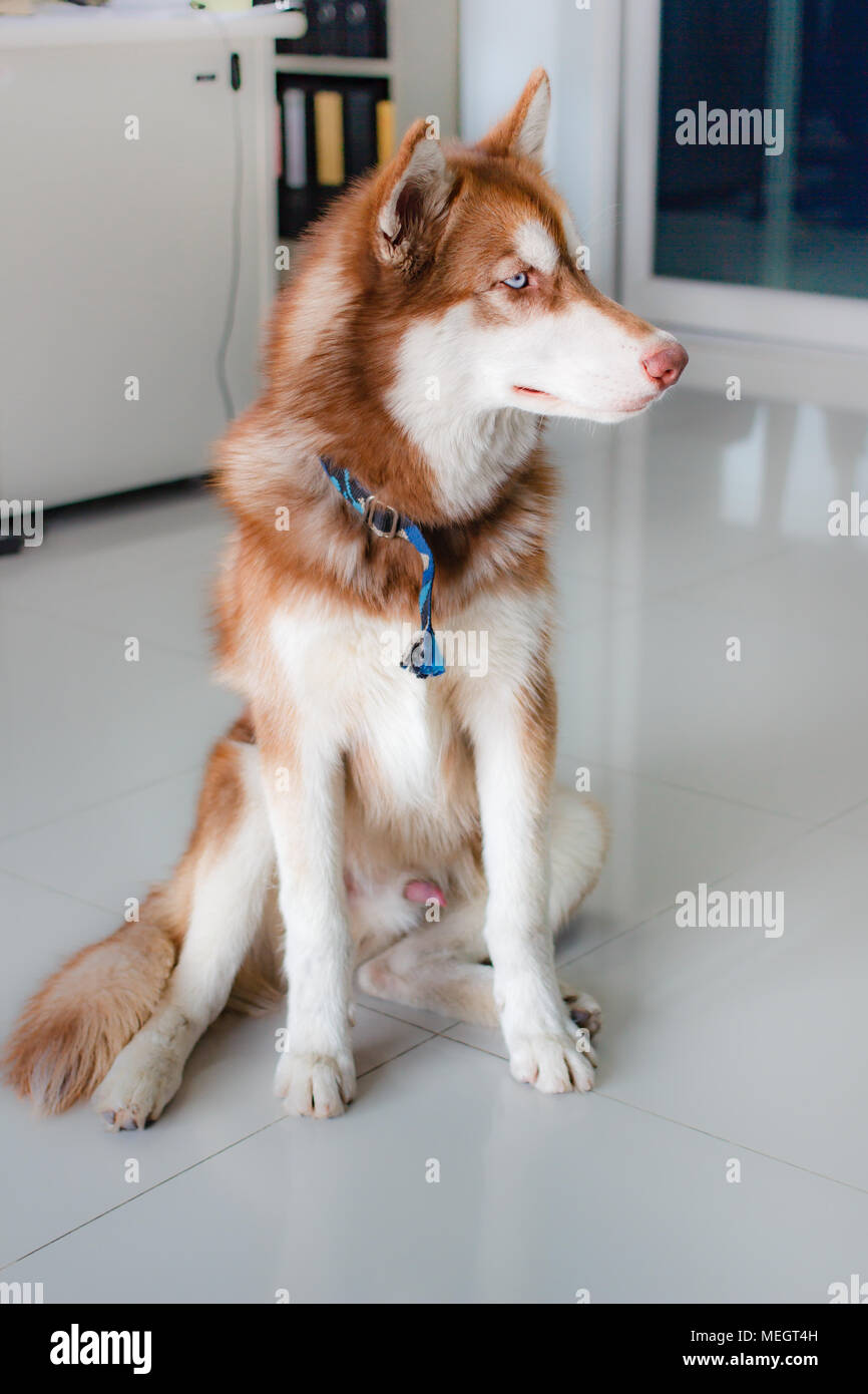 Portrait of Siberian Husky in house, purebred dog Stock Photo - Alamy