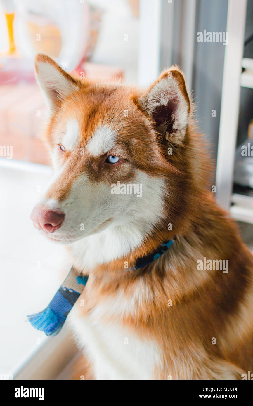 Portrait of Siberian Husky in house, purebred dog Stock Photo - Alamy