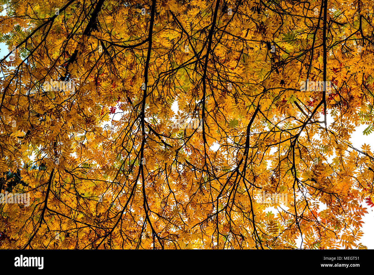 Branches of trees and leaves, photographed from below Stock Photo - Alamy