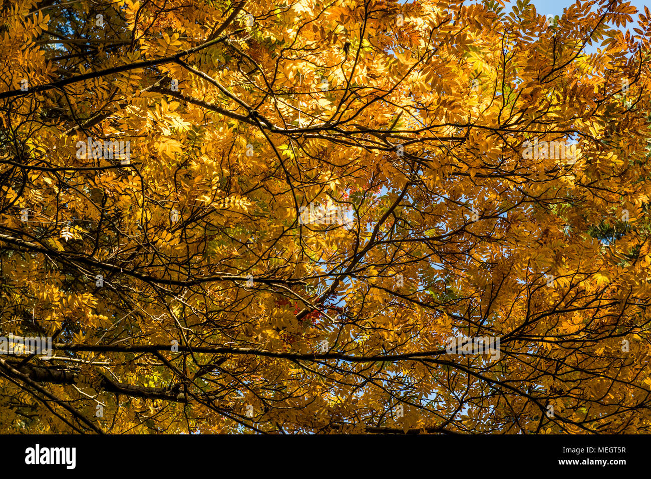Branches of trees and leaves, photographed from below Stock Photo - Alamy