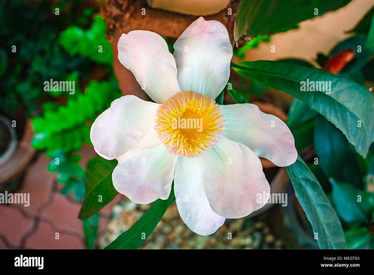 Gustavia gracillima, White gustavia, White lotus flower Stock Photo - Alamy