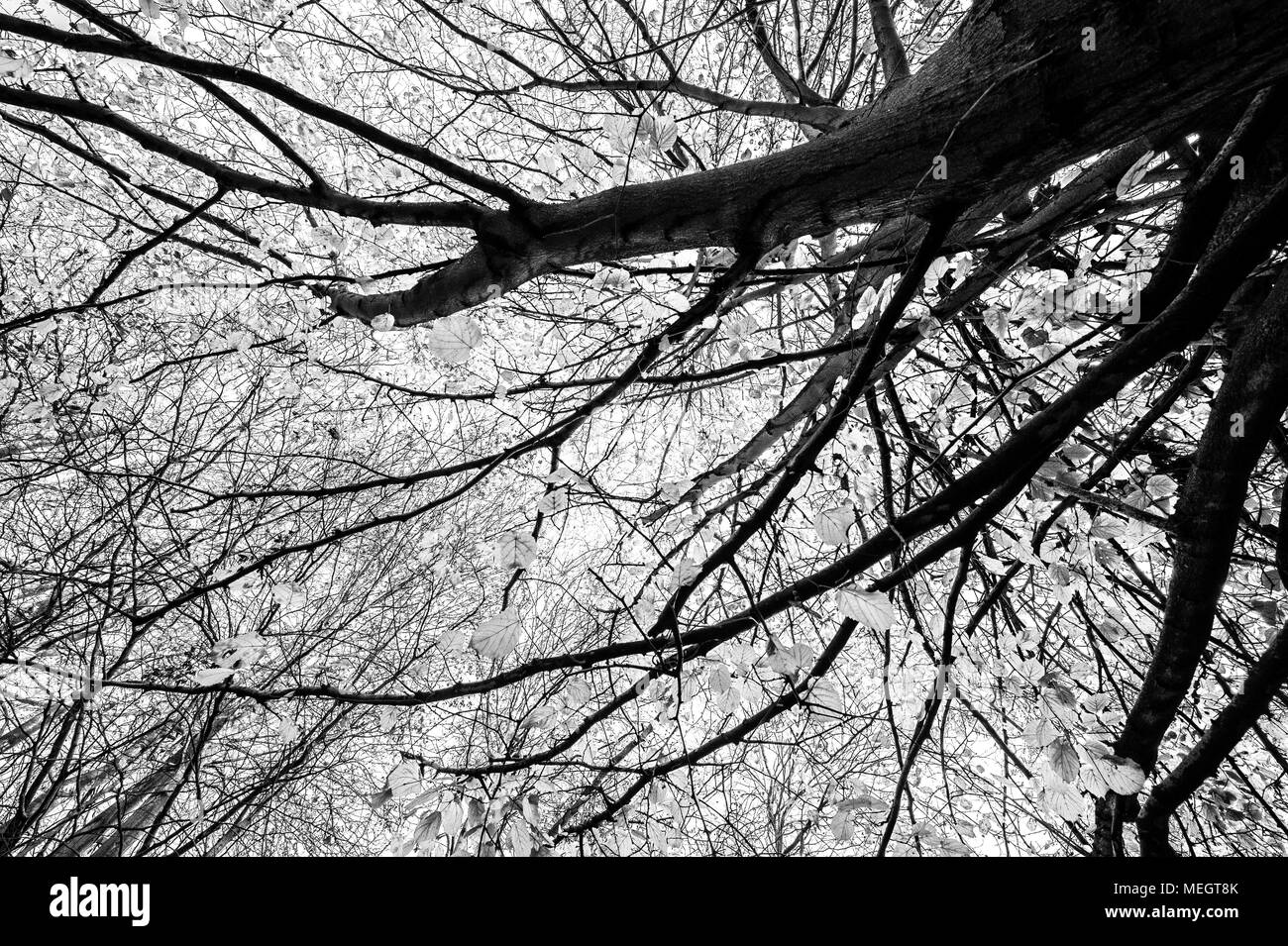 Branches of trees and leaves, photographed from below Stock Photo - Alamy