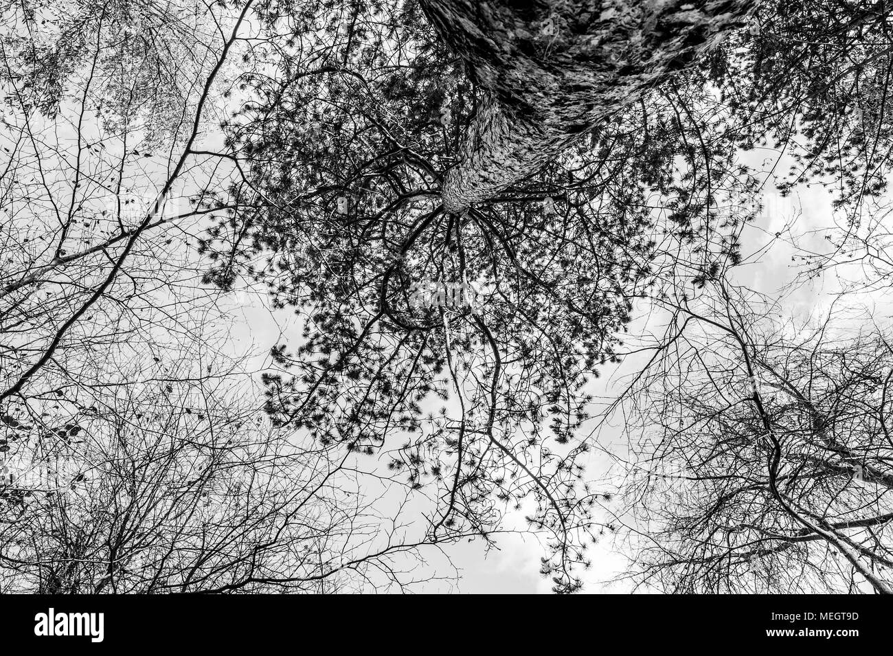 Branches of trees and leaves, photographed from below Stock Photo - Alamy