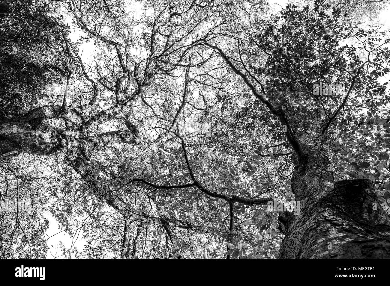 Branches of trees and leaves, photographed from below Stock Photo - Alamy