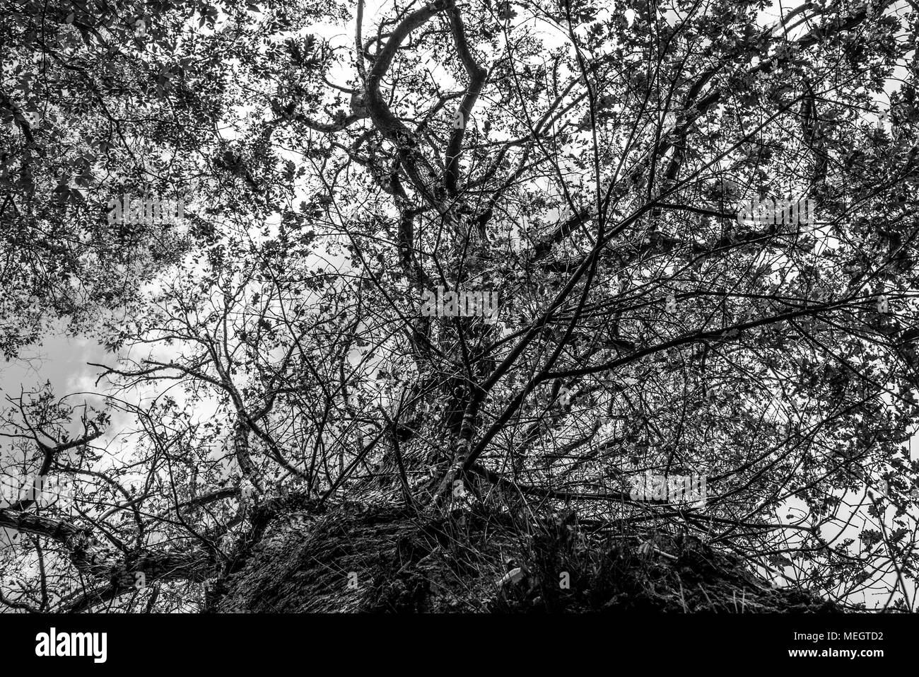 Branches of trees and leaves, photographed from below Stock Photo - Alamy