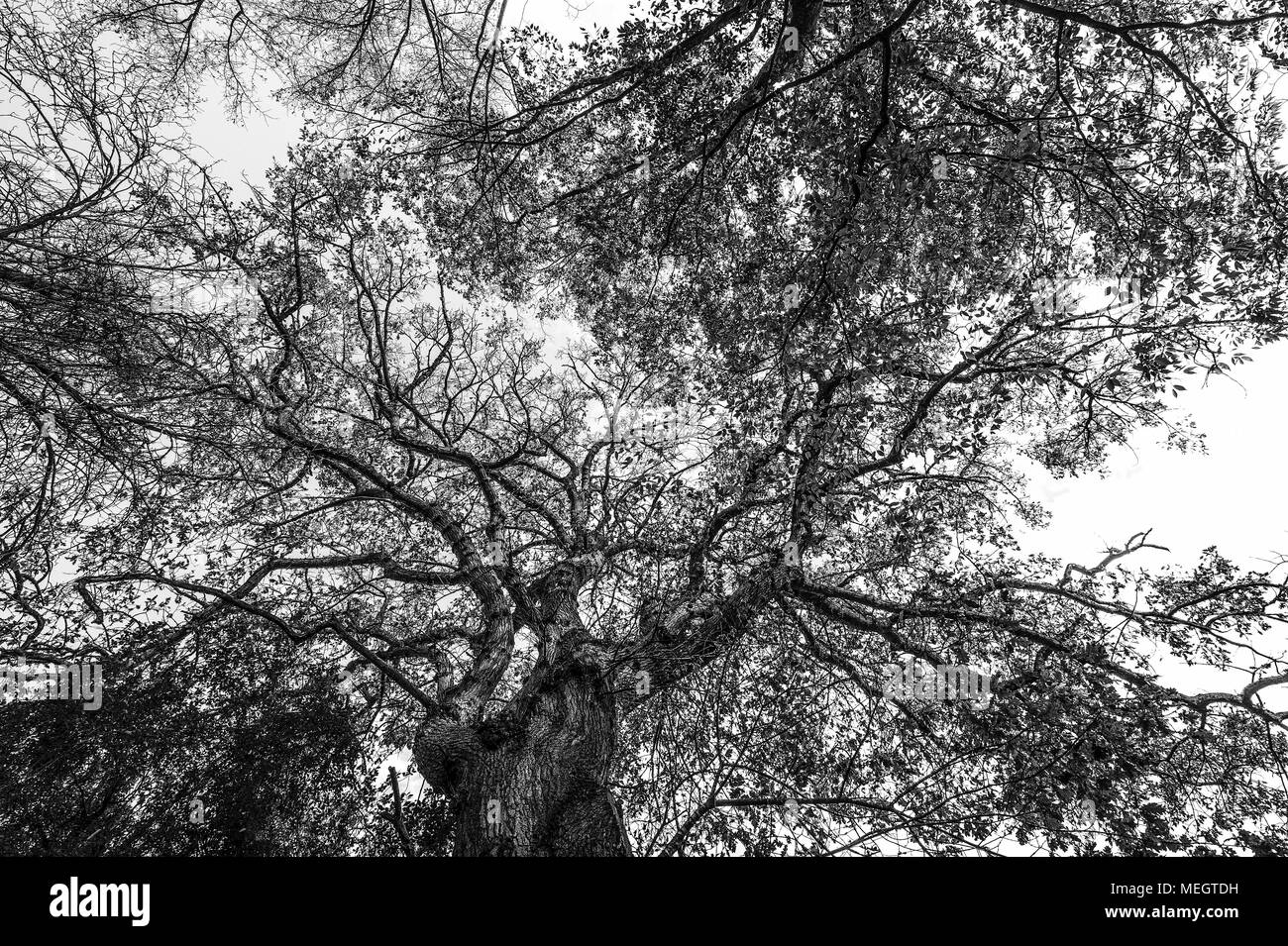 Branches of trees and leaves, photographed from below Stock Photo - Alamy