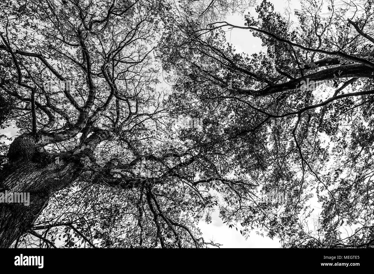 Branches of trees and leaves, photographed from below Stock Photo - Alamy