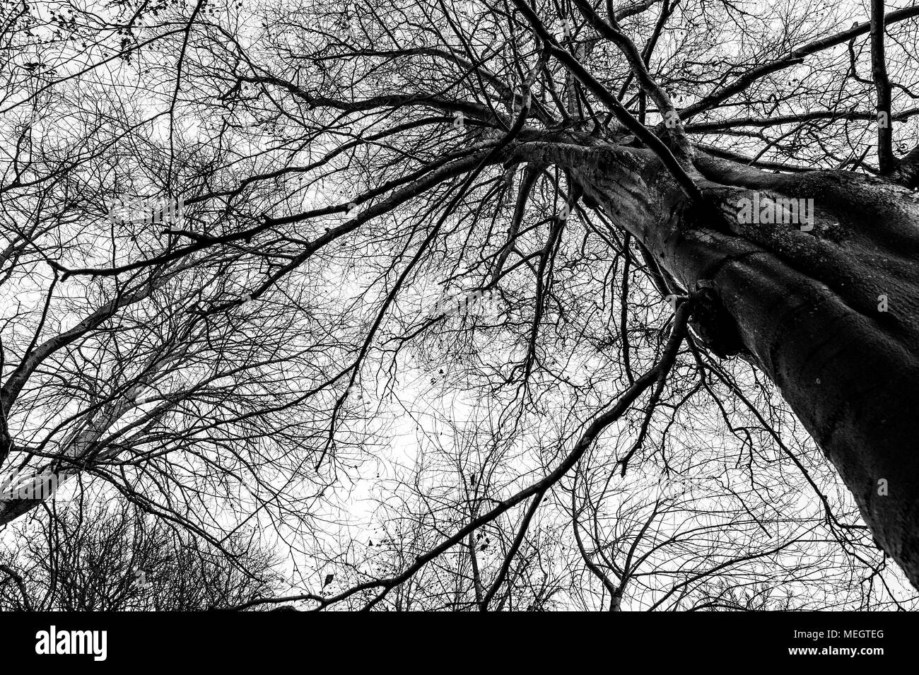 Branches of trees and leaves, photographed from below Stock Photo - Alamy